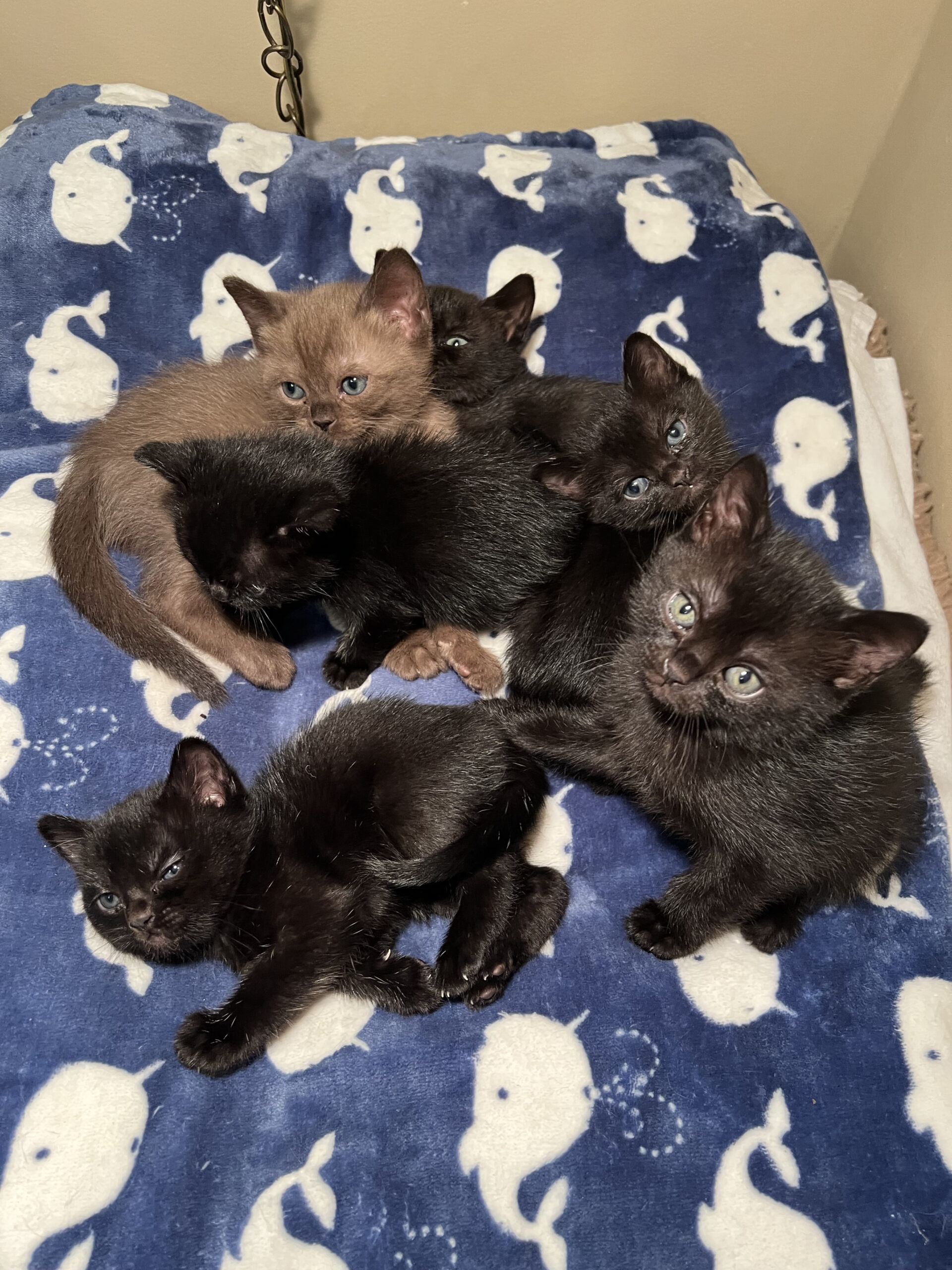 Kittens - The Patrician Cattery